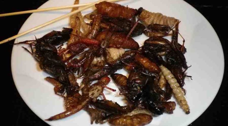 Chocolate-covered cockroach, roasted larvae, coated locusts. Insects are a good source of food ...